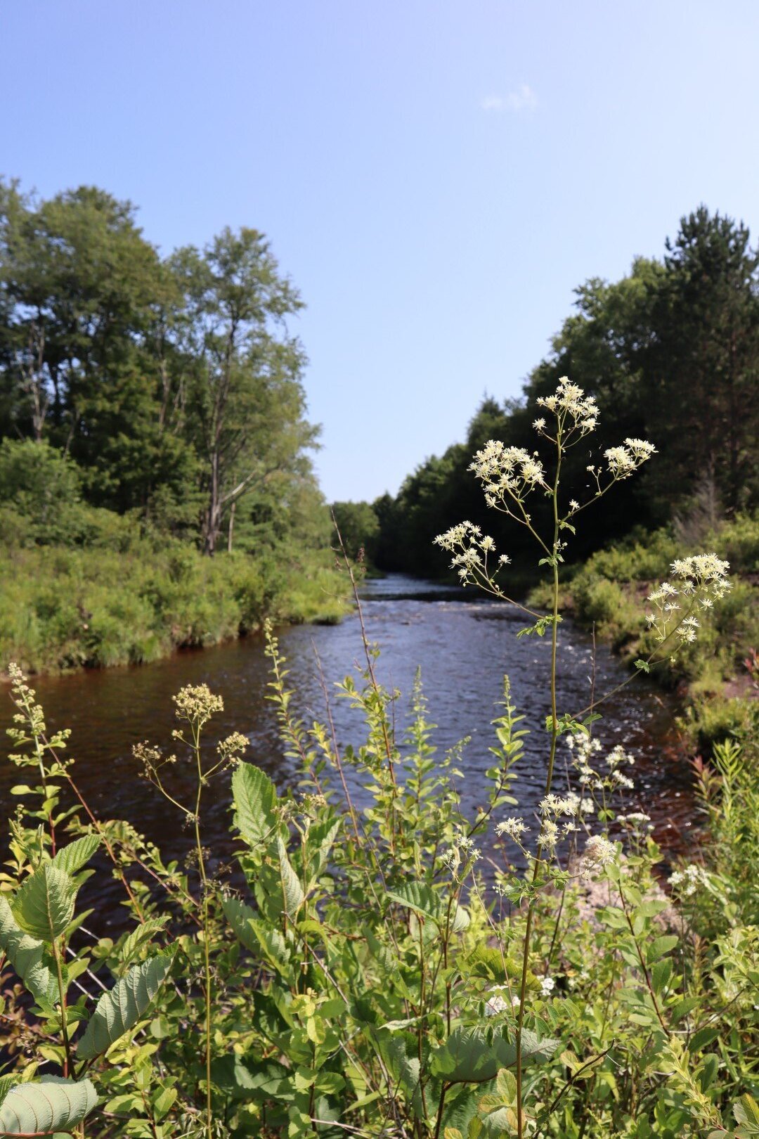 News – Bear Creek Camp